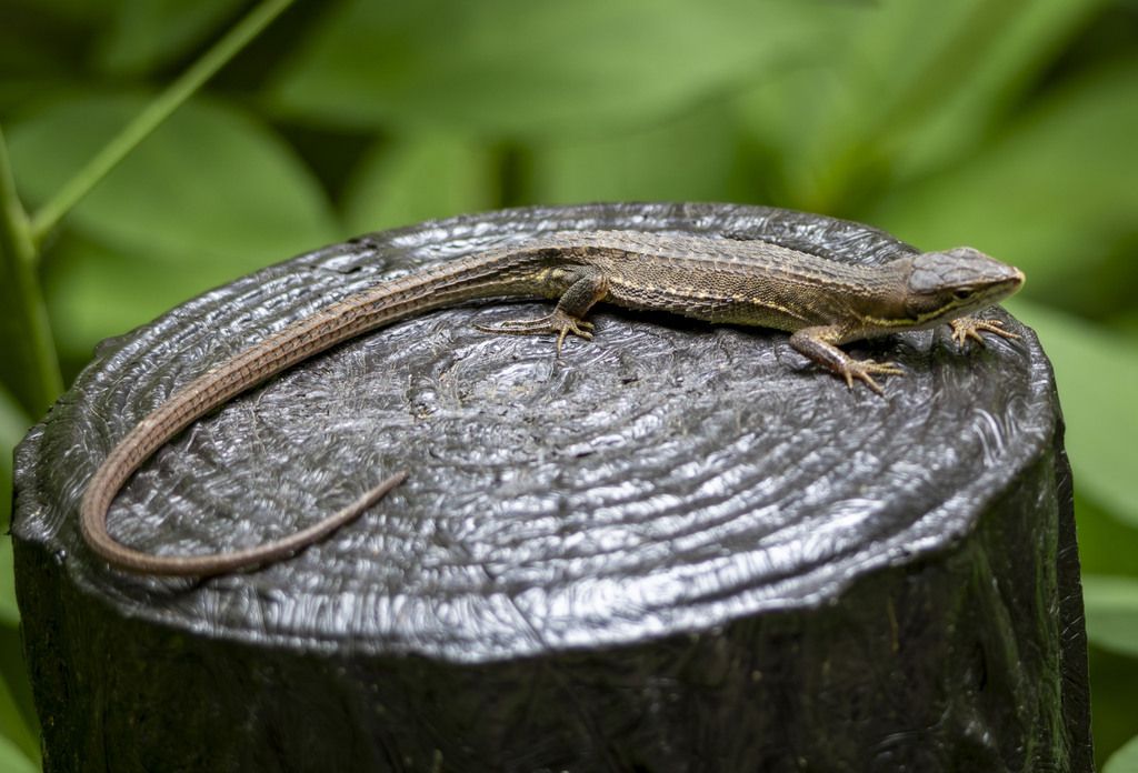 Japanese Grass Lizard from Institute for Nature Study, National Museum ...