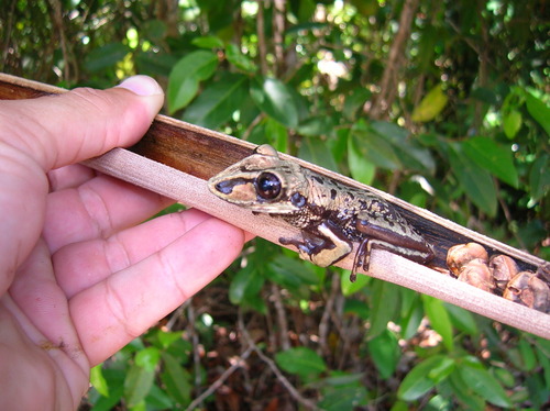 Bruno's Casque-headed Frog observed by luismenezes on August 11, 2009 ...