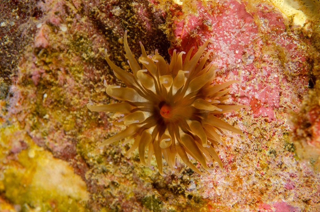 Anemonia mutabilis from South Solitary Island, New South Wales ...