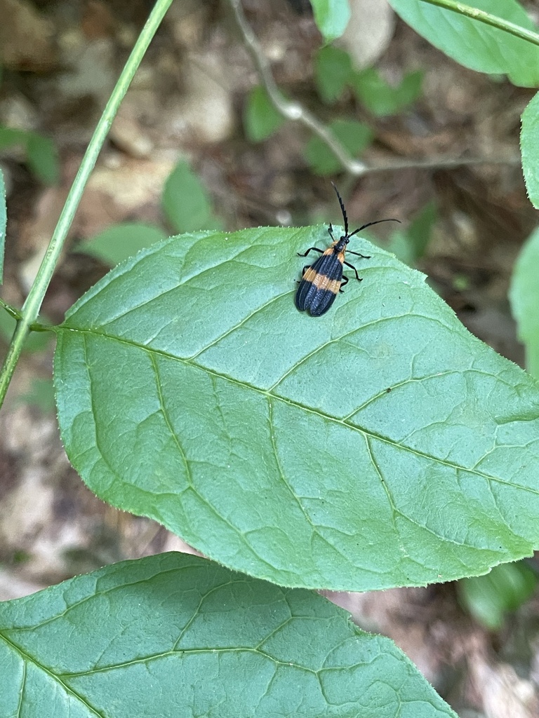 Reticulated Net-winged Beetle from Simcoe County, ON, Canada on July 8 ...