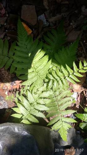 Observations by hasiwindows · iNaturalist