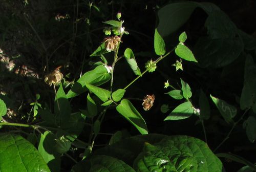 Gaya calyptrata · iNaturalist