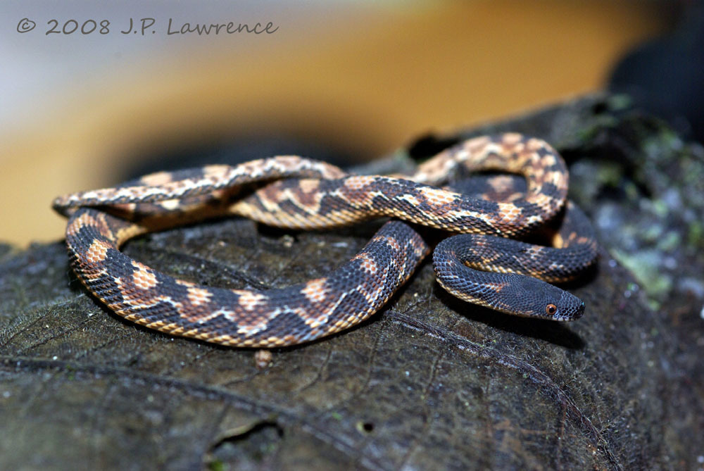 Rough Coffee Snake in May 2008 by J.P. Lawrence. Nothopsis rugosus ...