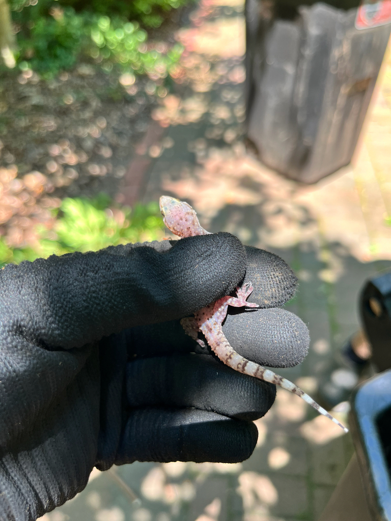 Mediterranean House Gecko from Ridgewood Ave, Charlotte, NC, US on July ...