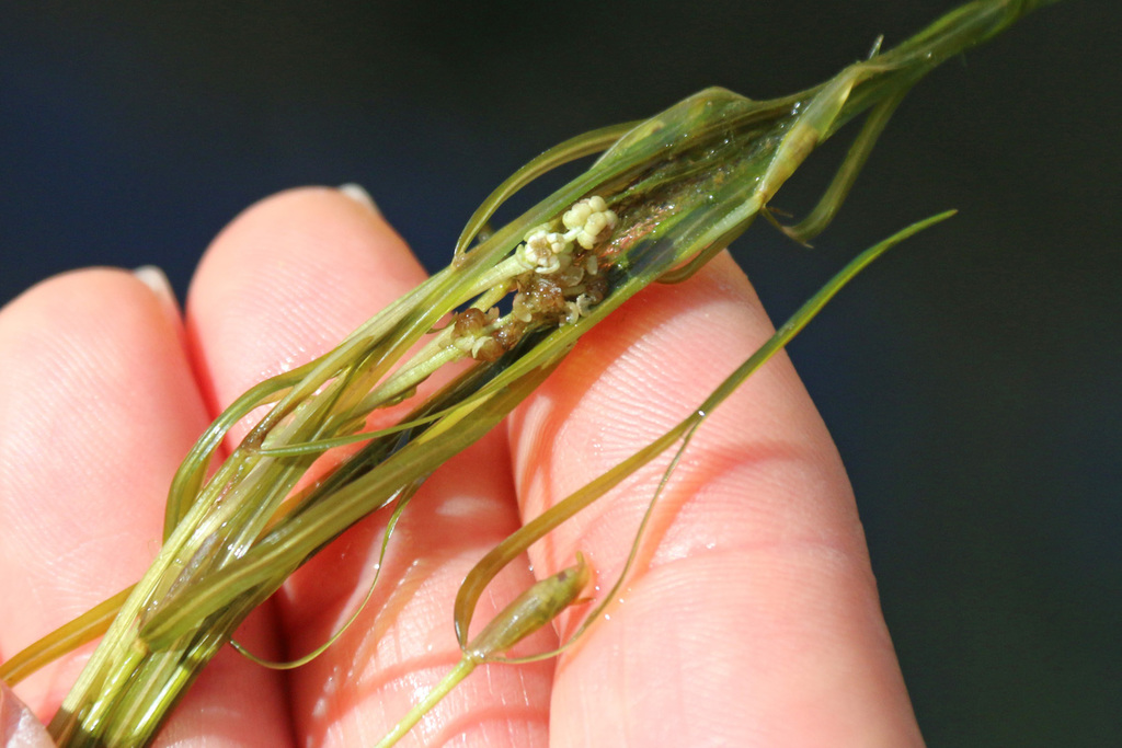 Potamogeton Pusillus