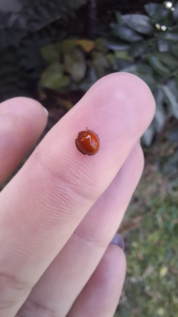 Red Chilocorus from Coffs Harbour NSW 2450, Australia on July 10, 2025 ...
