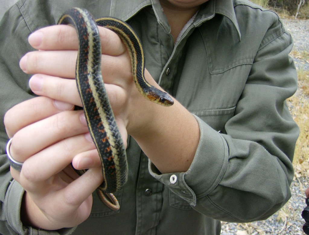 Valley Garter Snake from Farmington, Utah, United States on October 7 ...