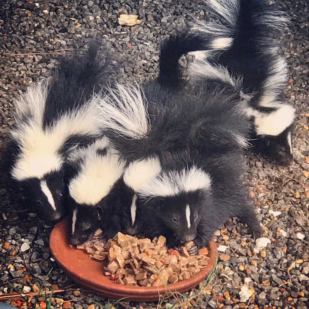 Striped Skunk from Lovett St, Oneida, TN, US on June 22, 2019 at 10:30 ...