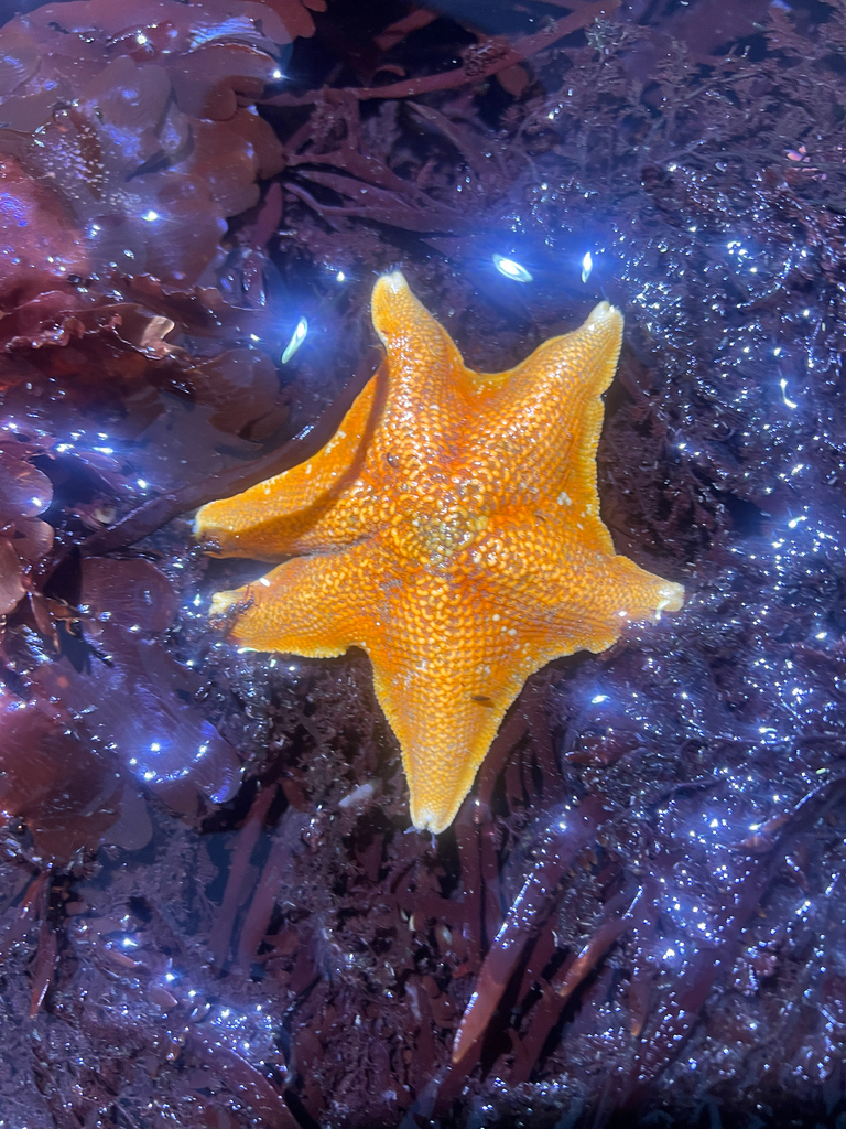 Bat Star from CA, US on July 10, 2025 at 05:51 AM by Max Benningfield ...