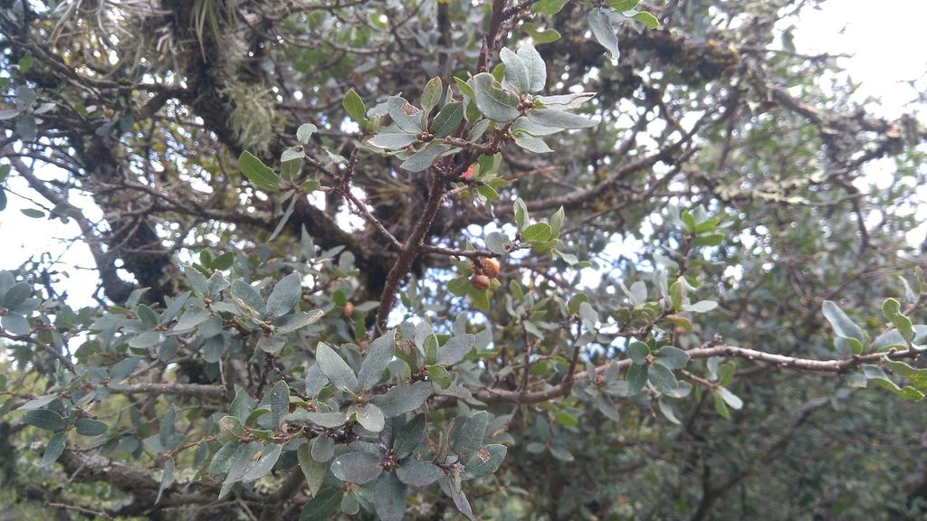 Quercus striatula from Arteaga, Coahuila, Mexico on September 25, 2019 at 02:15 PM by María del ...