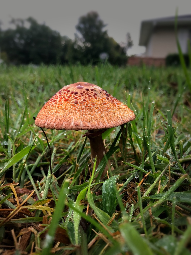 Painted Suillus from Prairie St, Emporia, KS, US on October 06, 2019 at ...