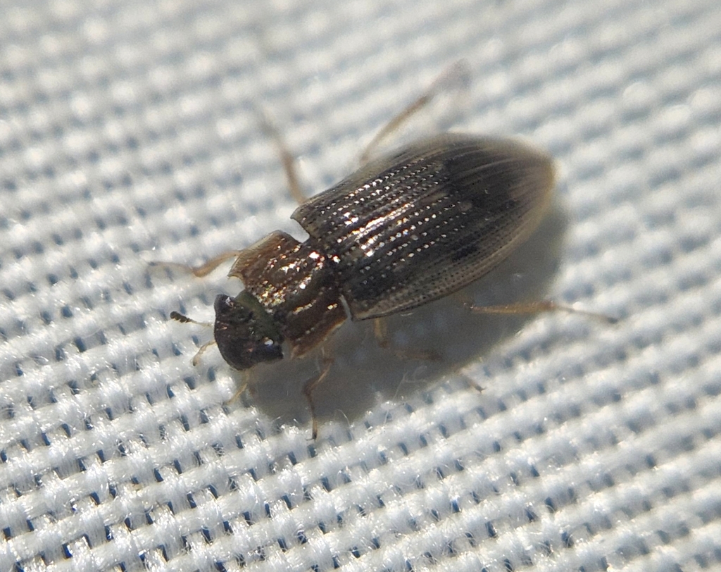 Helophorus from Norton, NB E5T 2A1, Canada on July 11, 2025 at 11:48 PM ...
