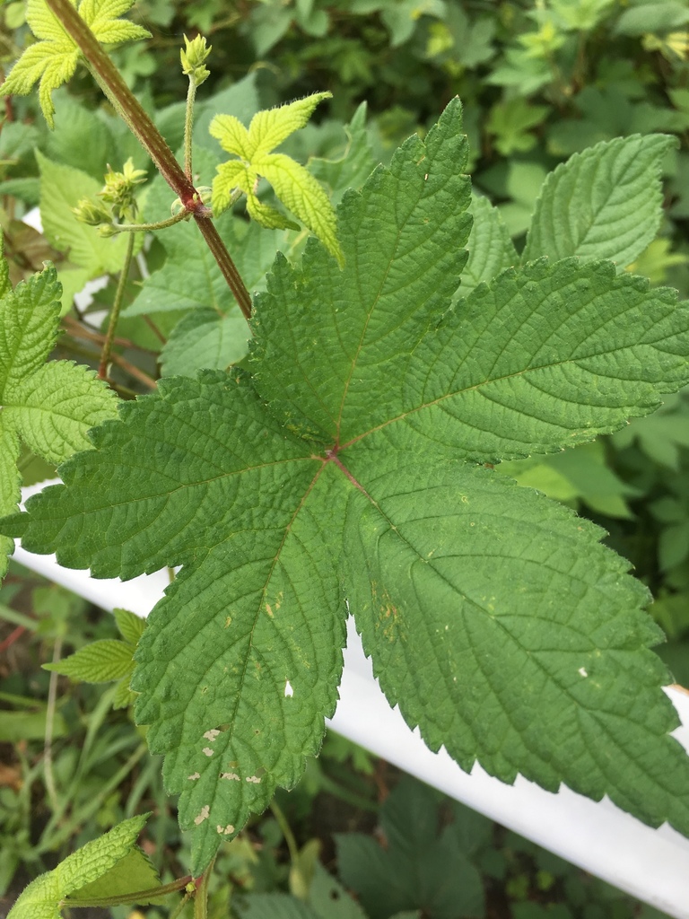 Japanese Hops from 328, Myodocho 1-Chōme, Tokushima-Shi, Tokushima, JP ...