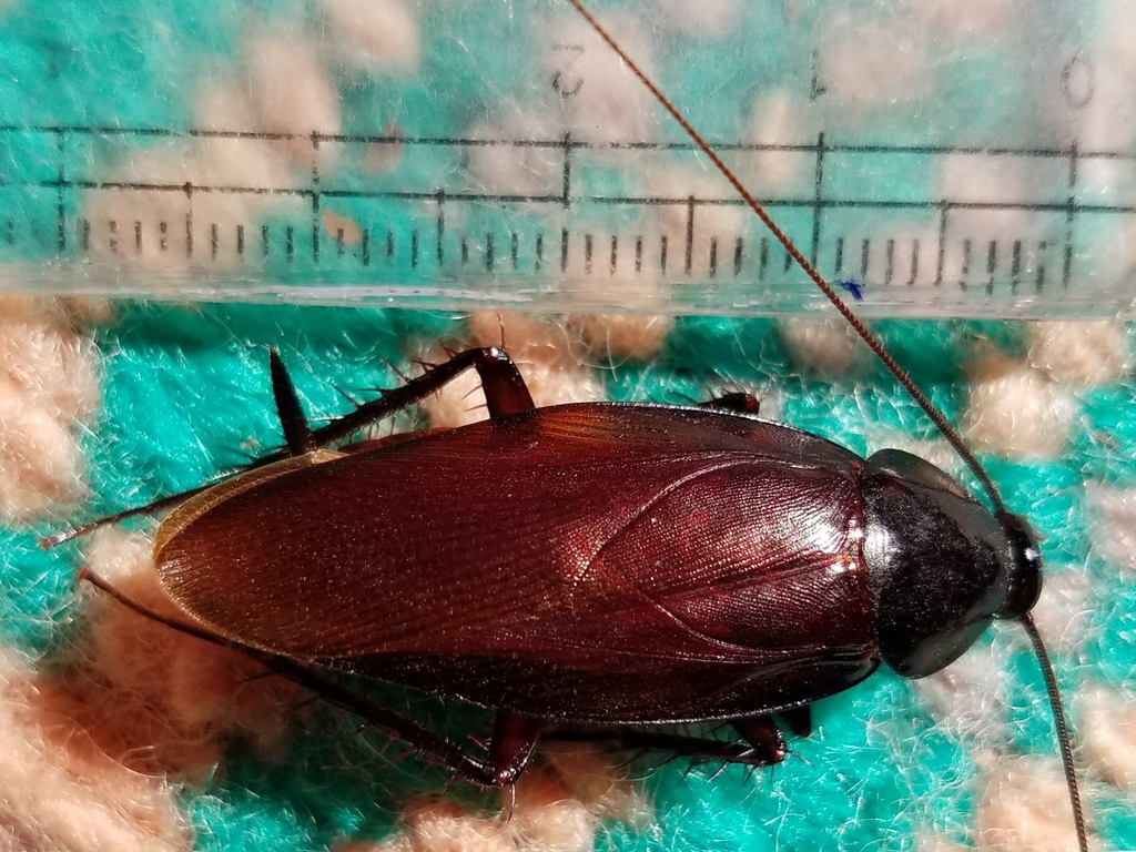 Smoky Brown Cockroach in September 2019 by Lincoln Durey. 37mm long ...
