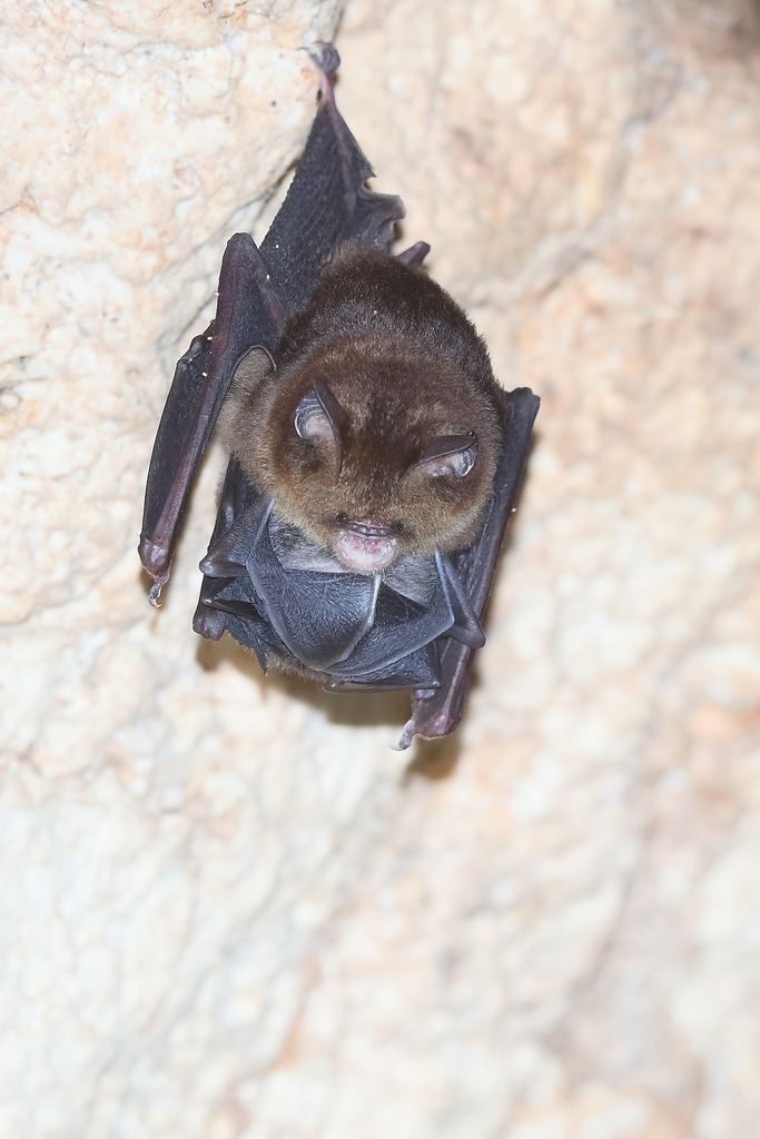 Biak Roundleaf Bat from Biak Numfor, Papúa, Indonesia on October 8 ...