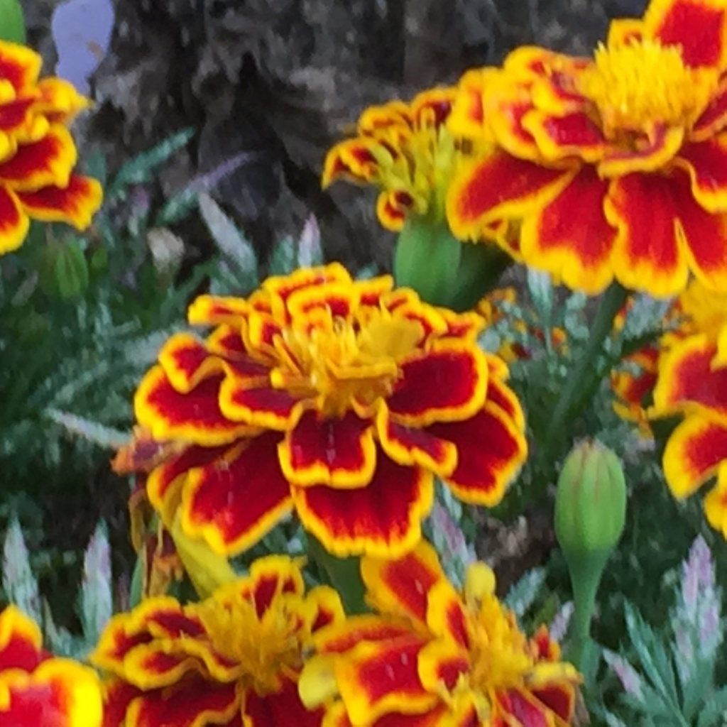marigolds from Minnie Howard 9th Grade Center, Alexandria, VA, US on ...