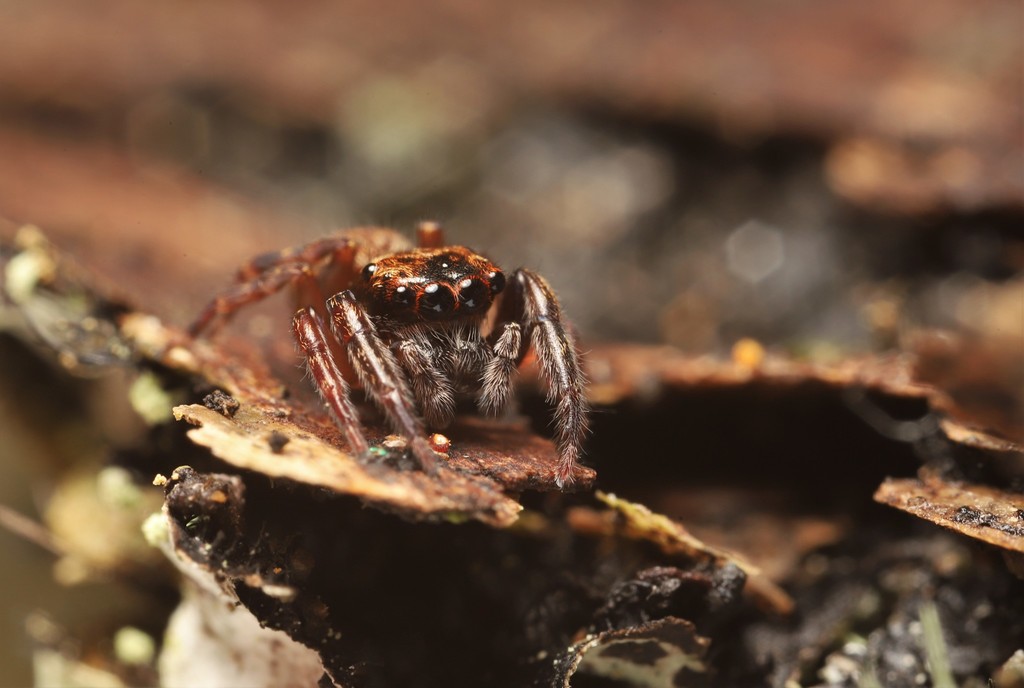 Golden-brown Jumping Spider from Waitomo, New Zealand on October 5 ...