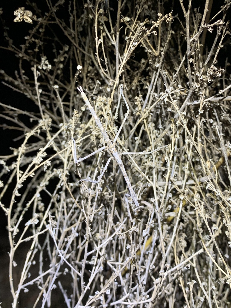 Austrovates variegata from Dotswood, QLD, AU on October 8, 2019 at 09: ...