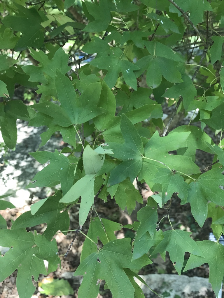 bigtooth maple from San Antonio Botanical Garden, San Antonio, TX, US ...