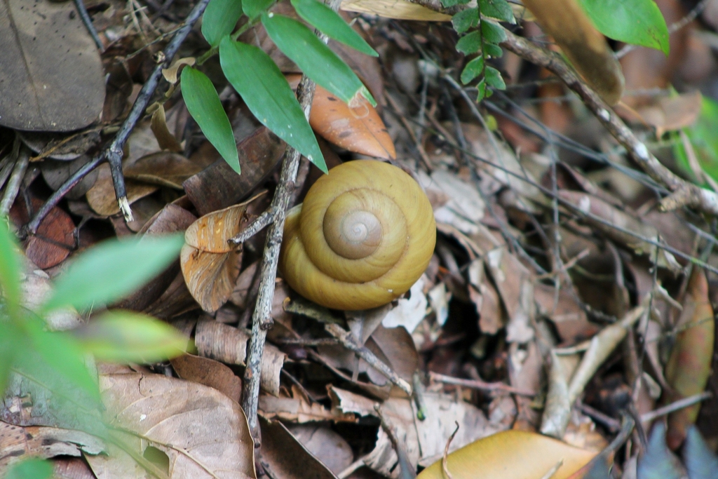 Polydontes imperator from Alejandro de Humboldt, CU-GU-BA, CU-GU, CU on ...