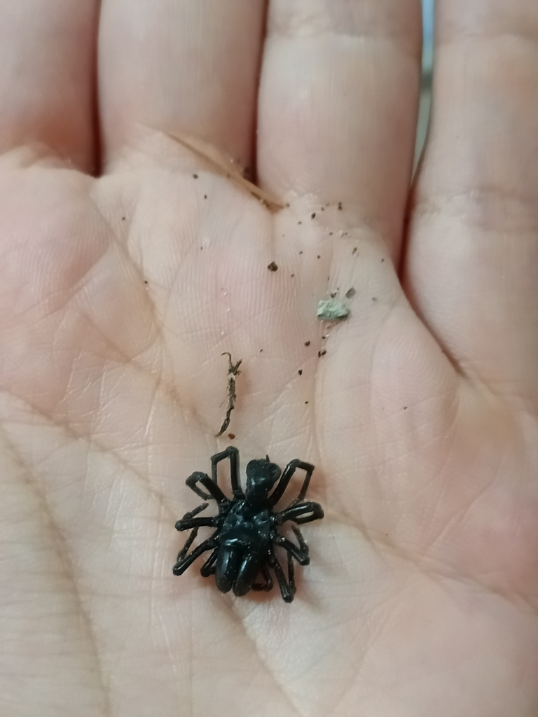 Purse-web Spider from 15061 Arquata Scrivia AL, Italia on July 13, 2025 ...