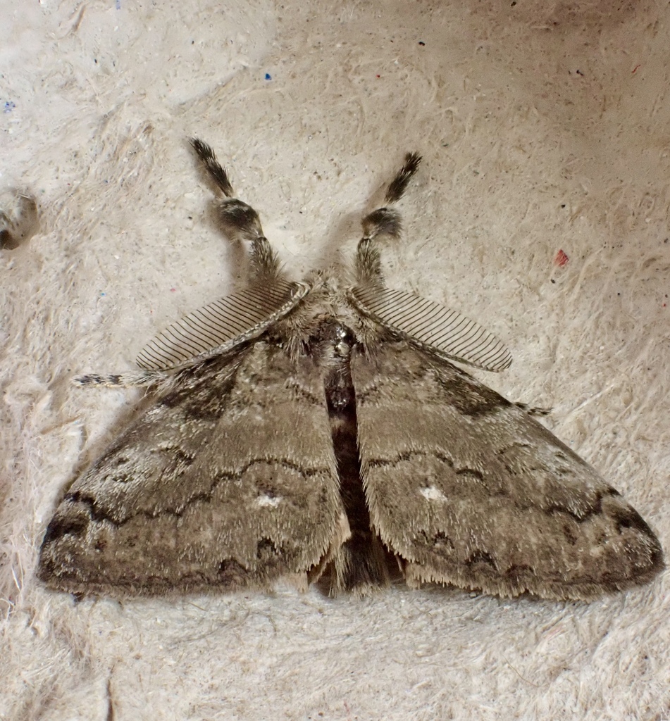 White-marked Tussock Moth from Essex County, ON, Canada on July 13 ...