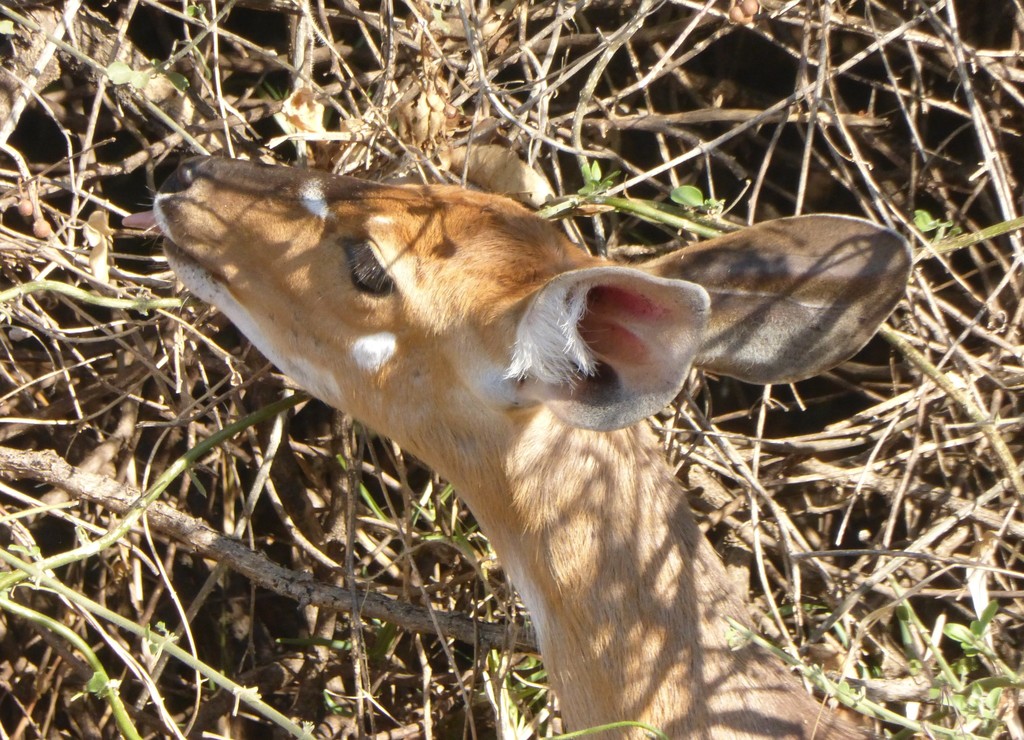 Southern Bushbuck from Victoria Falls, Matabeleland North, Zimbabwe on ...