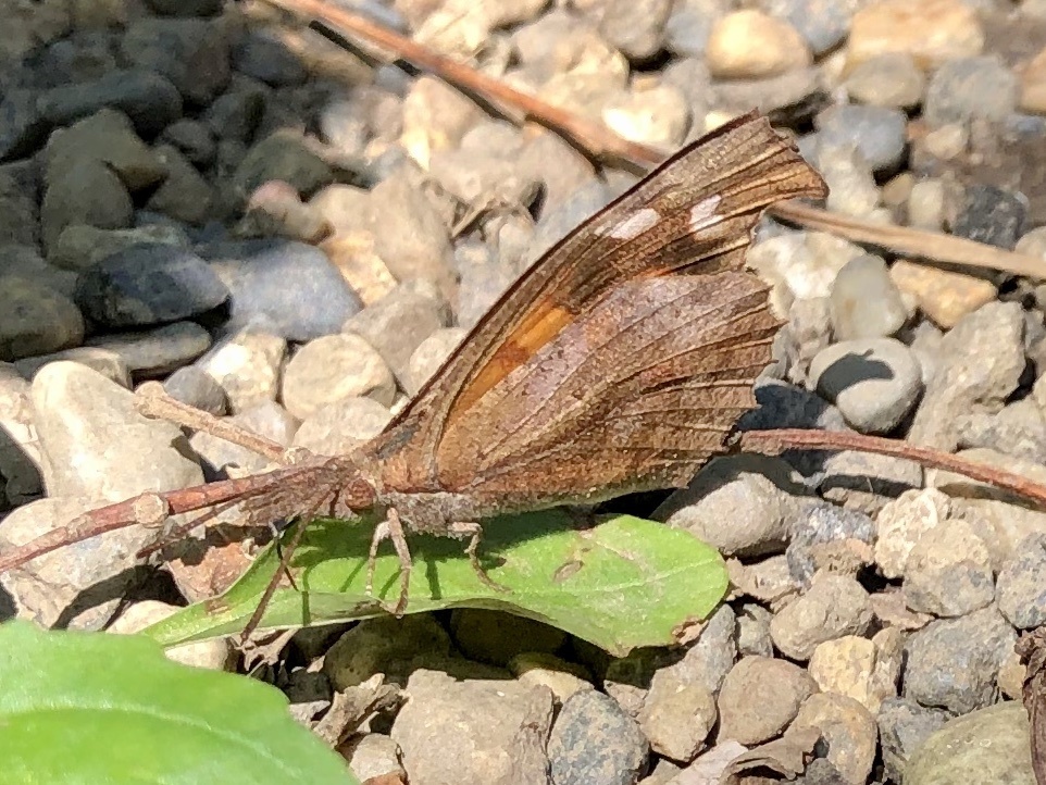 Libythea lepita celtoides from National Museum of Nature and Science ...