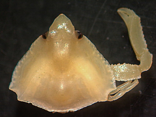 (Heterocrypta)