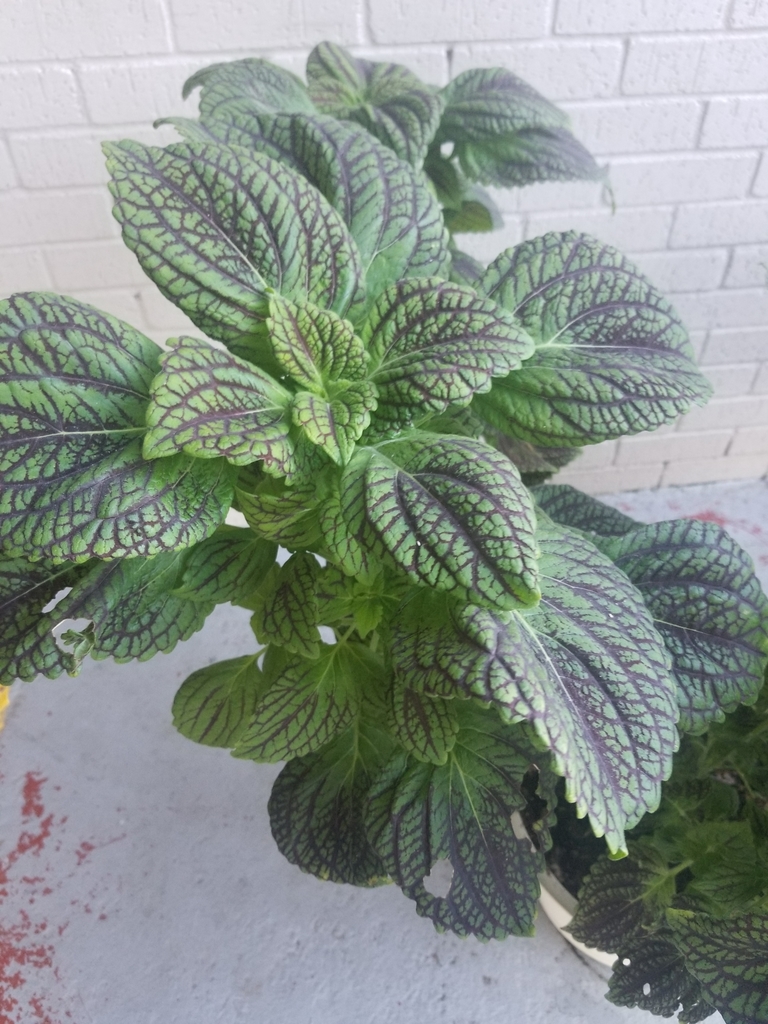 Hullworts from Oakdale, LA 71463, USA on September 12, 2019 at 08:12 AM ...