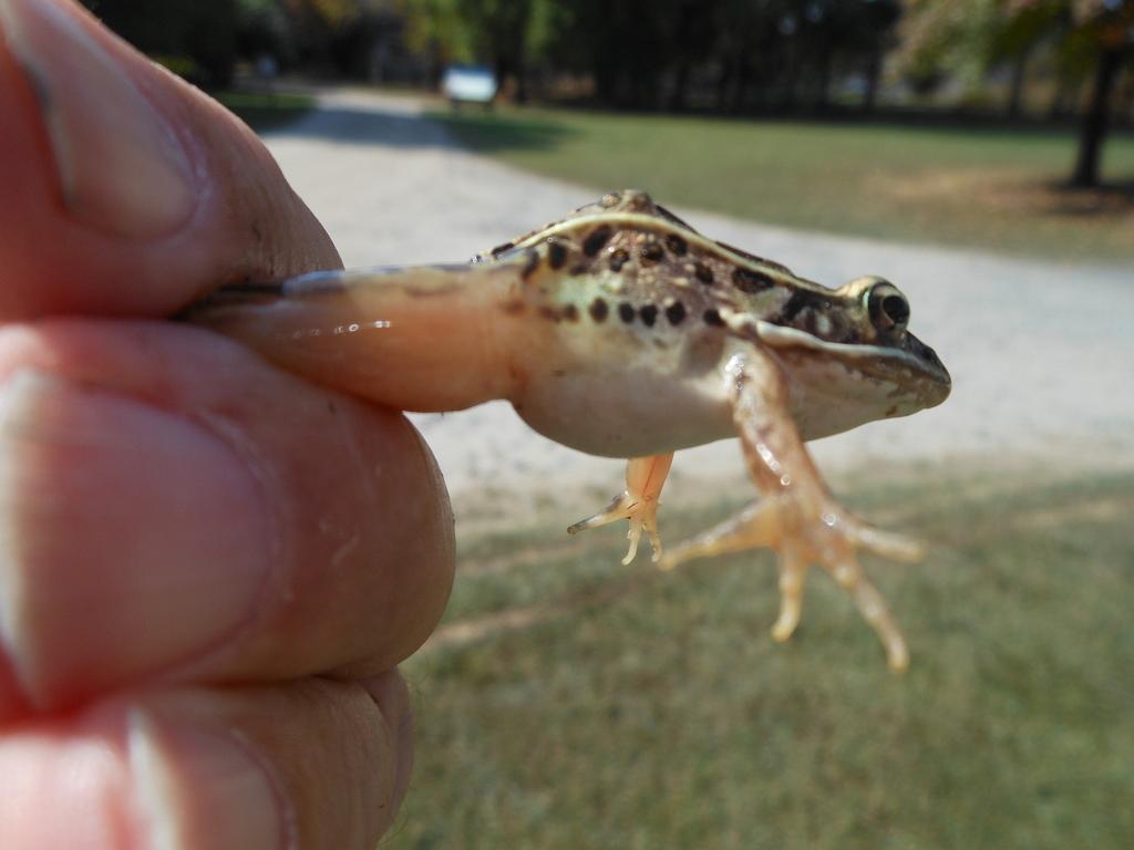 Southern Leopard Frog from Chesapeake Bay Environmental Center on ...