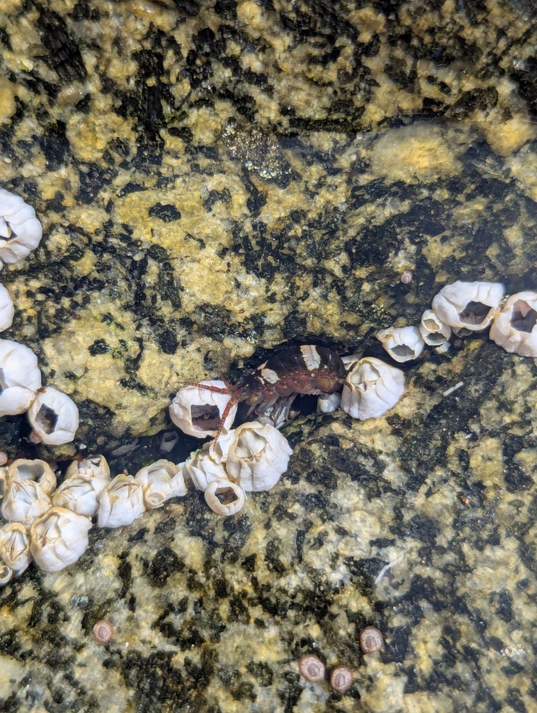 Hyalidae from Roberts Creek, BC V0N 2W6, Canada on July 13, 2025 at 11: ...