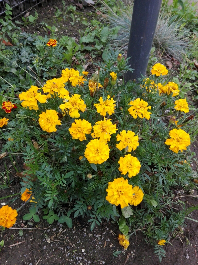 Mexican marigold in October 2019 by capitall · iNaturalist