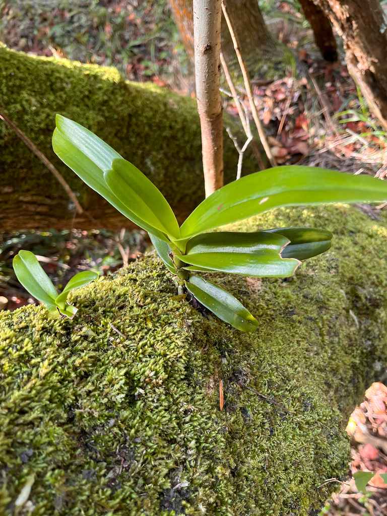 Cyrtorchis arcuata arcuata from Grootkloof Day Hike, Western Cape, ZA ...