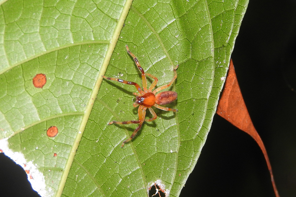 Leafcurling Sac Spiders in September 2019 by WK Cheng · iNaturalist