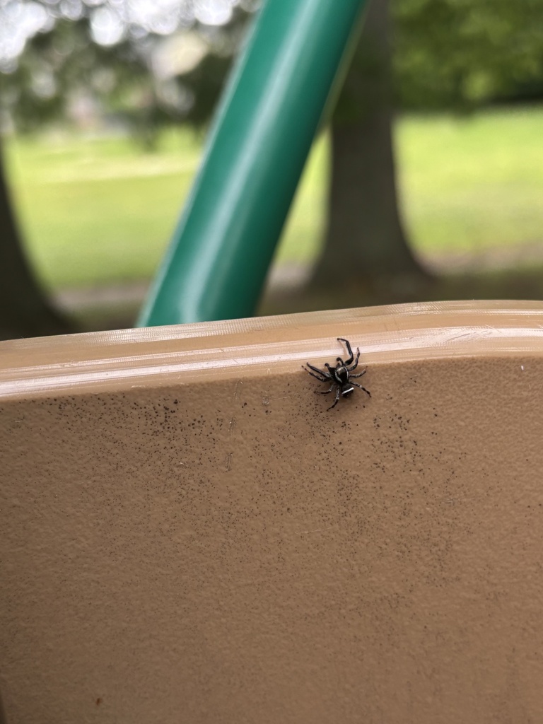 Golden Jumping Spider from Stearns Park, Newton, MA, US on July 14 ...