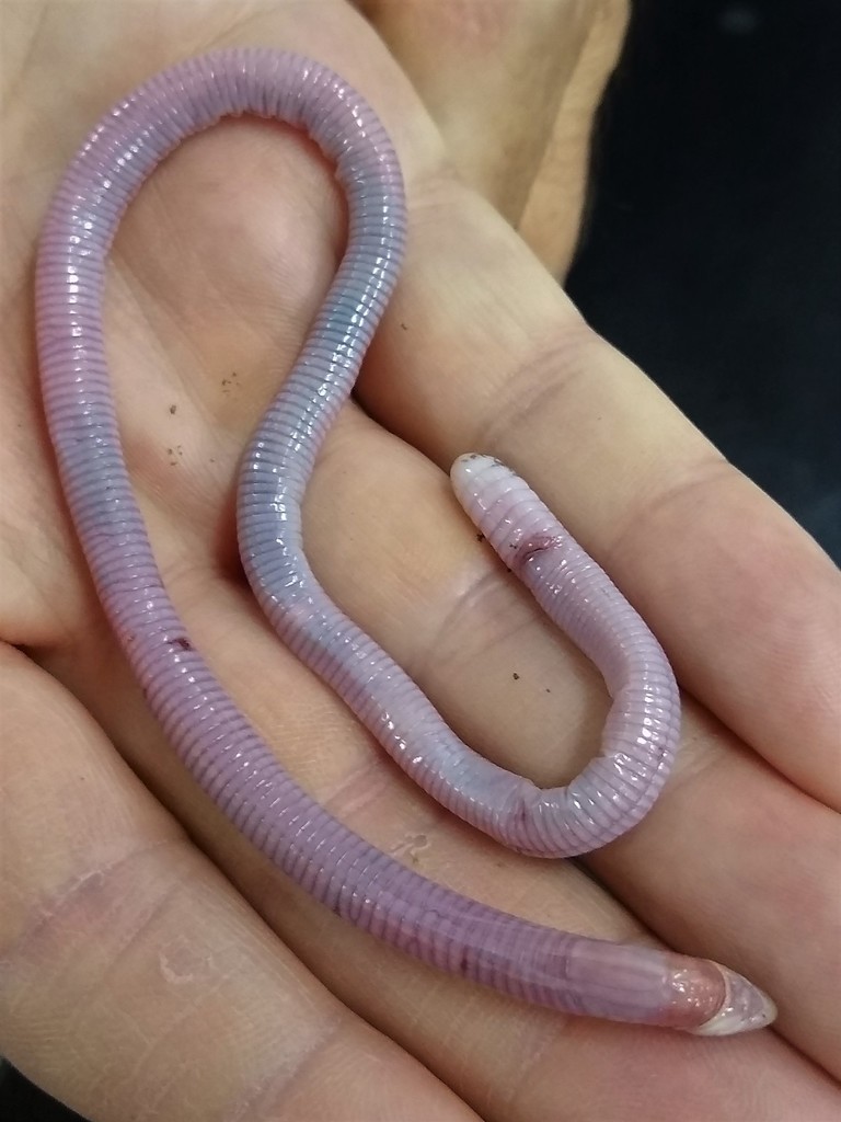 Western Congo Worm Lizard from Ngaliema, Kinshasa, Democratic Republic ...