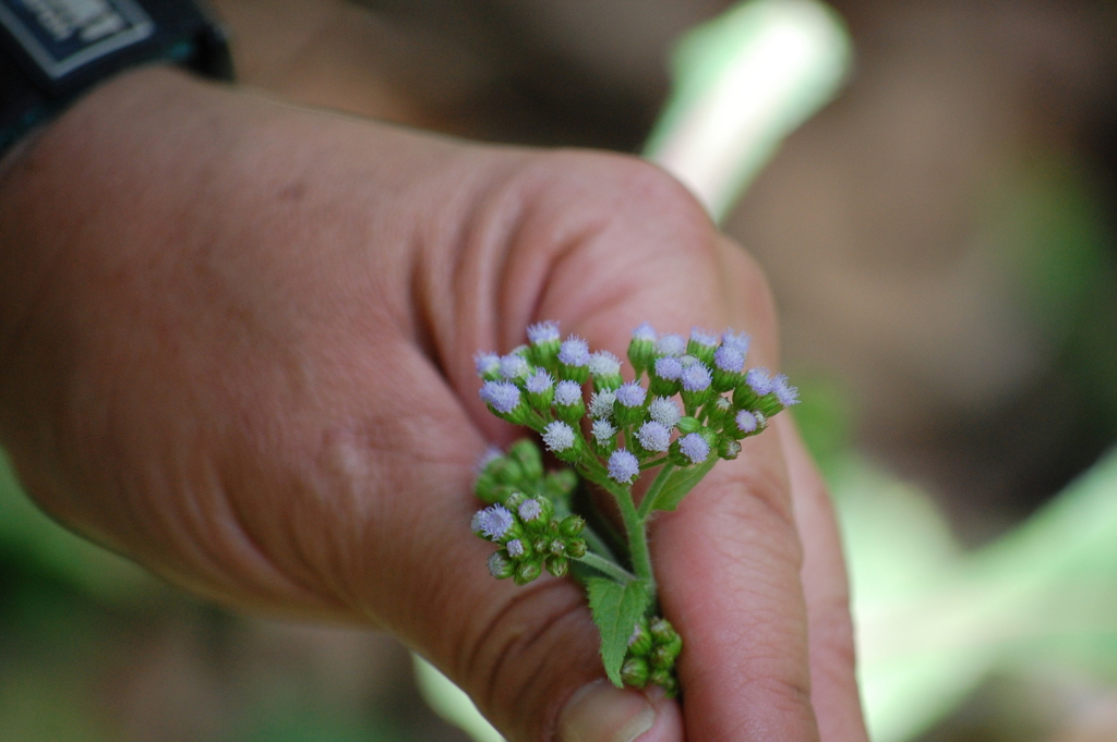 billygoat weed from Bale, Ethiopia on July 24, 2009 at 04:19 AM by ...
