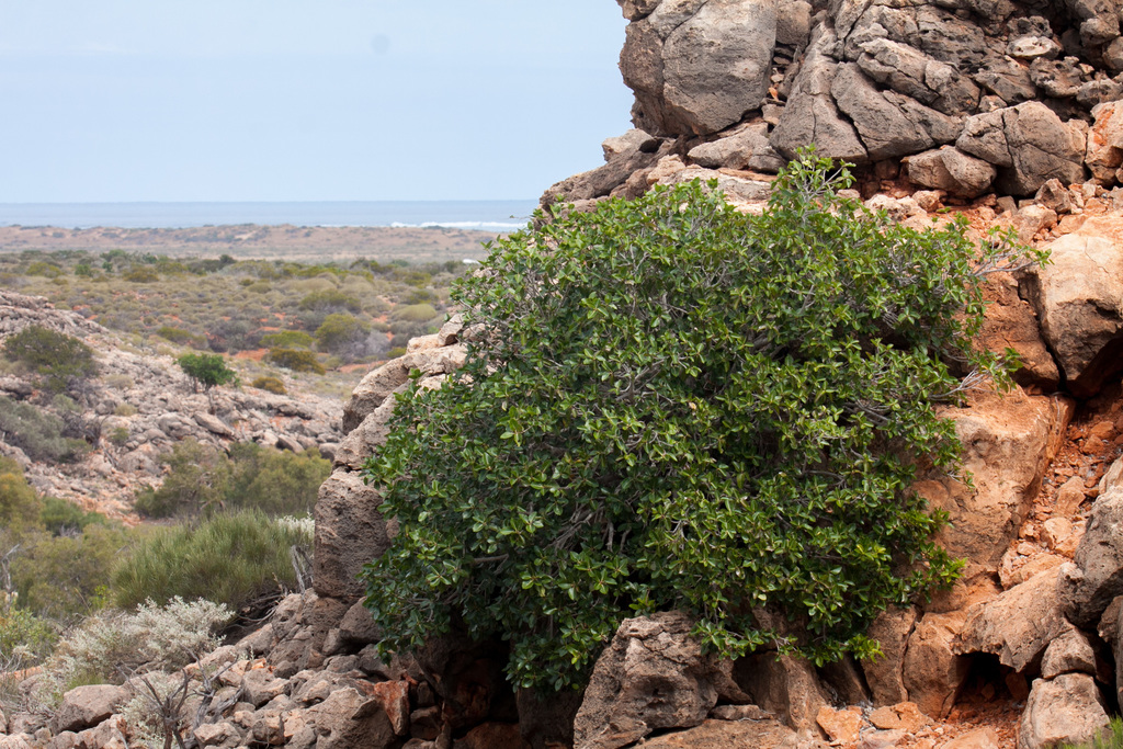 rock fig from Cape Range National Park WA 6707, Australie on August 30 ...