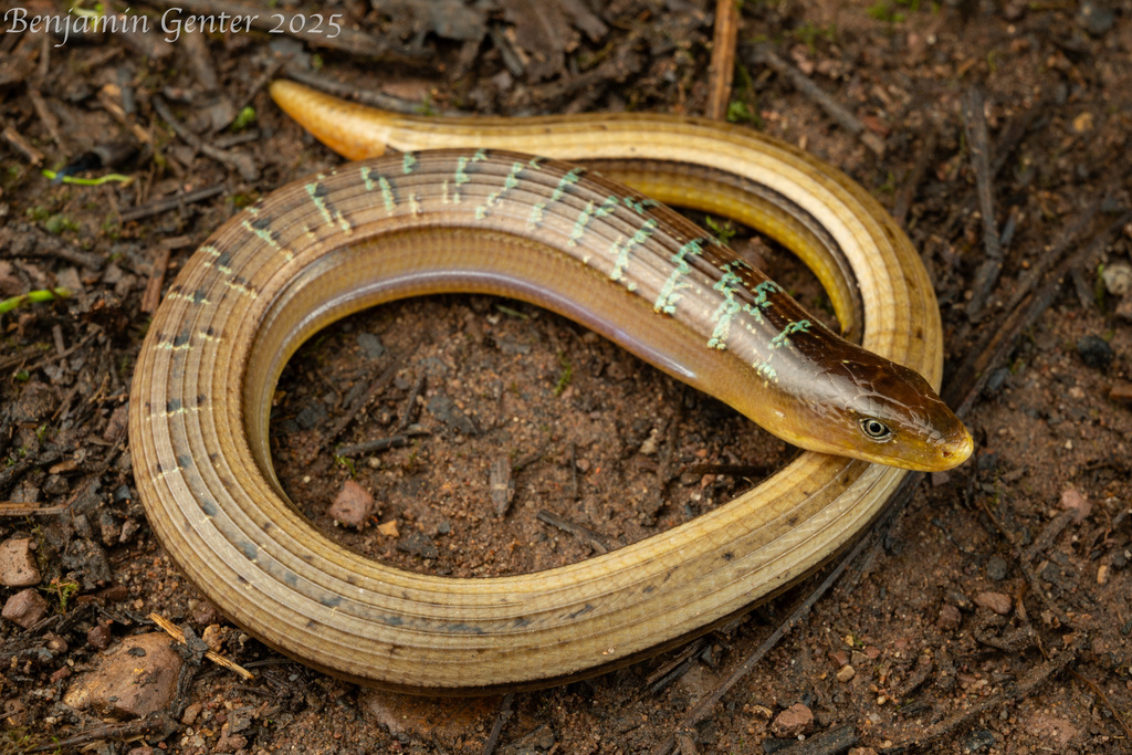 Asian Glass Lizard in July 2025 by Benjamin Genter · iNaturalist