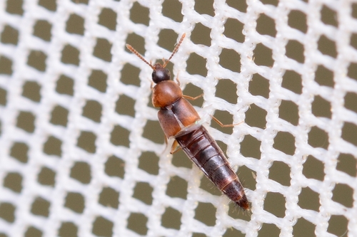 Oxypoda pekinensis · iNaturalist