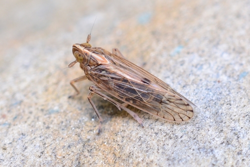 Stenocranus matsumurai · iNaturalist