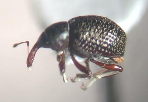 Kariba Weed Biocontrol Weevil (Cyrtobagous salviniae) · iNaturalist
