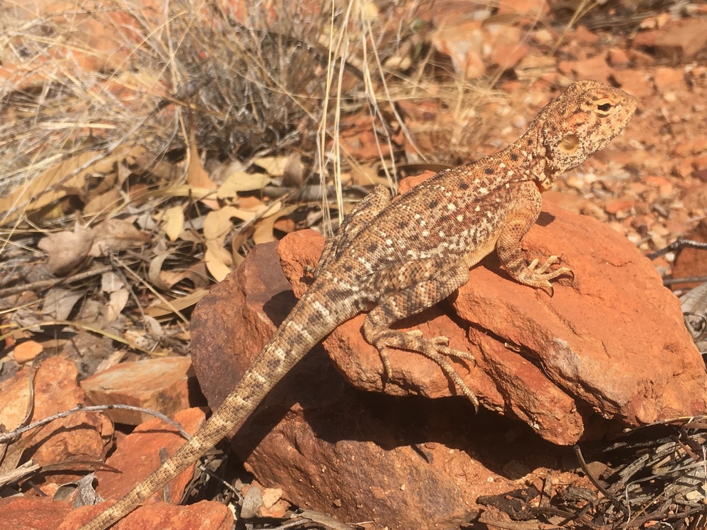 Slater's Dragon from Burt Plain NT 0872, Australie on October 18, 2018 ...