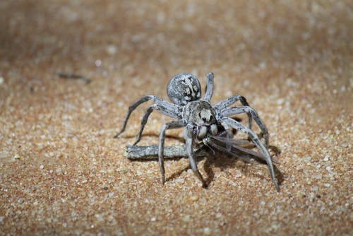 White Tiger Wolf Spider (Hoggicosa natashae) · iNaturalist