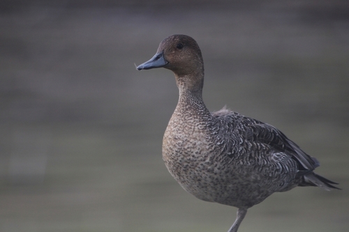 Kerguelen Pintail (Subspecies Anas eatoni eatoni) · iNaturalist