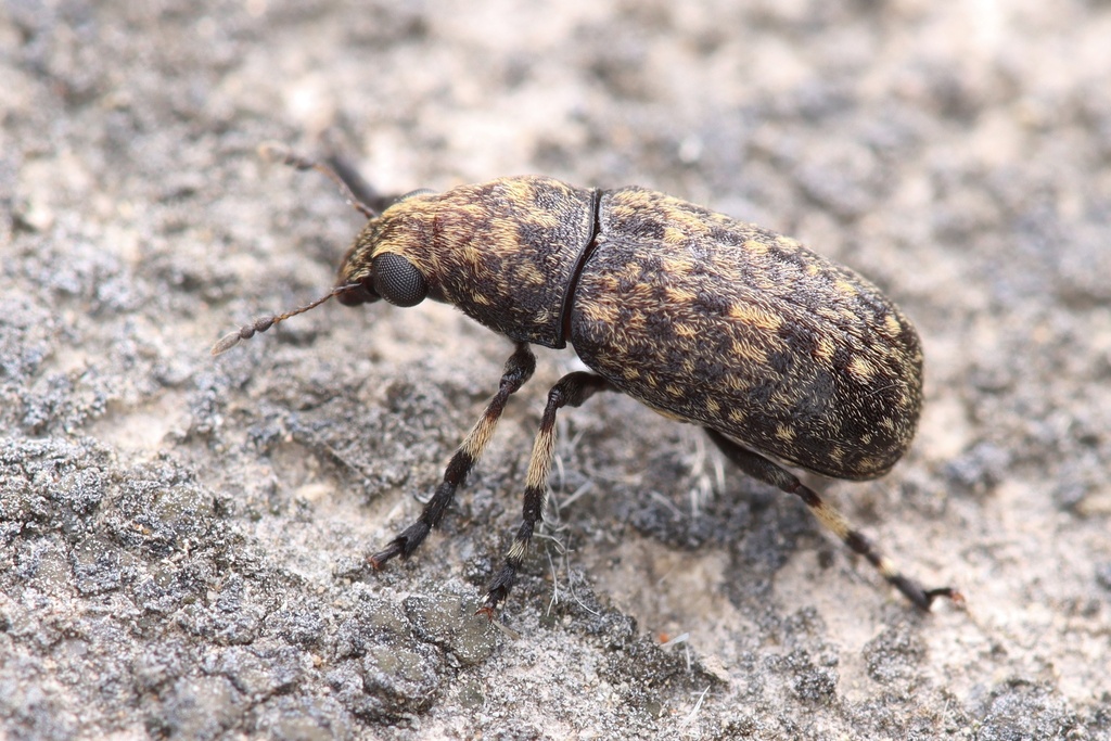 Euparius oculatus from 青田县, 丽水市, 浙江省, CN on July 16, 2025 at 04:59 AM ...