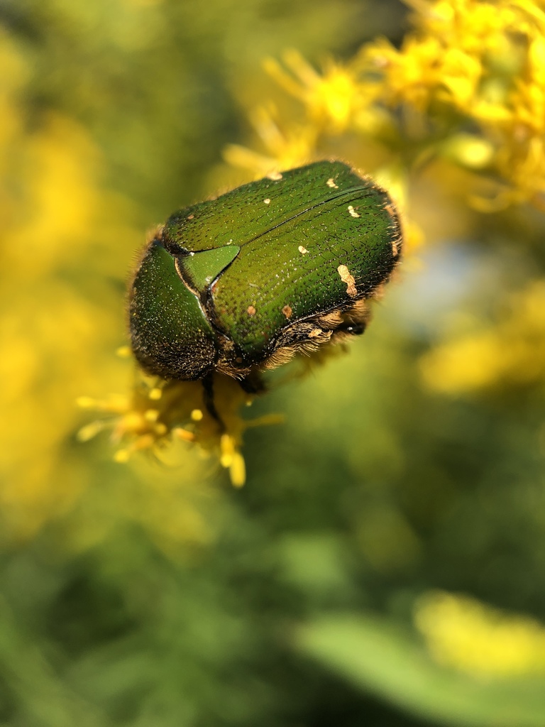 Blue Flower Chafer from 竜頭の森, 仲多度郡滿濃町, 香川縣, JP on October 10, 2019 at ...