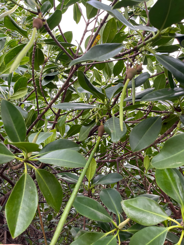 spotted mangrove from Nadroga/Navosa, FJ-W, FJ on July 16, 2025 at 05: ...