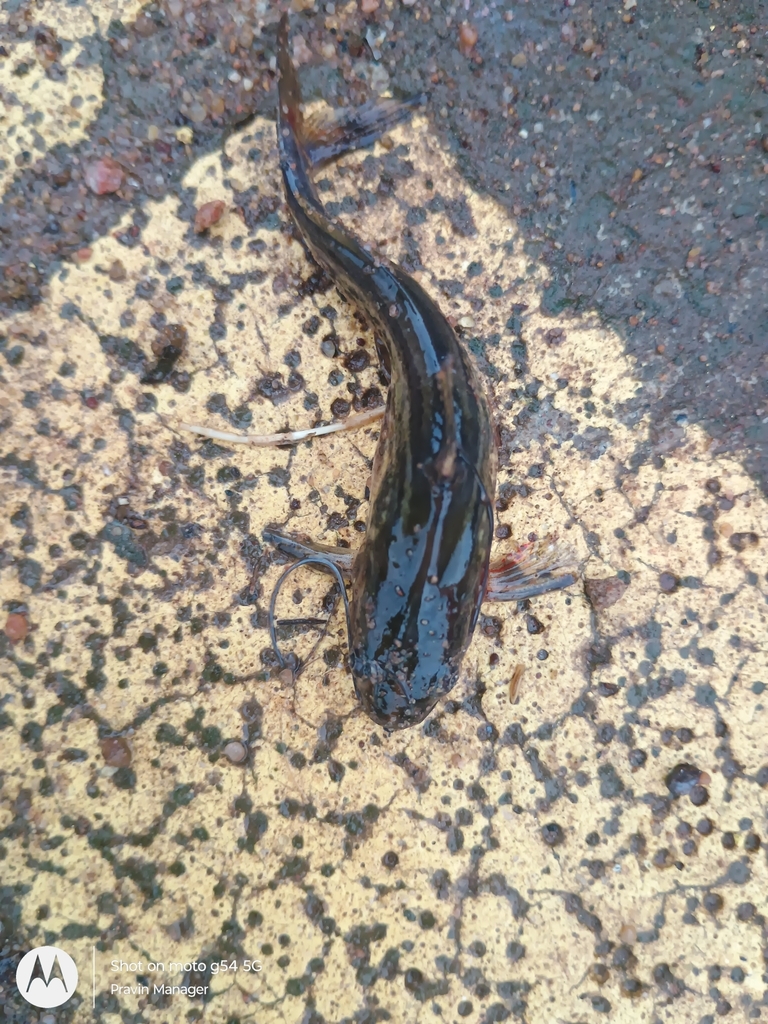 Pearl Catfish from Moharli, Maharashtra 442404, India on July 16, 2025 ...